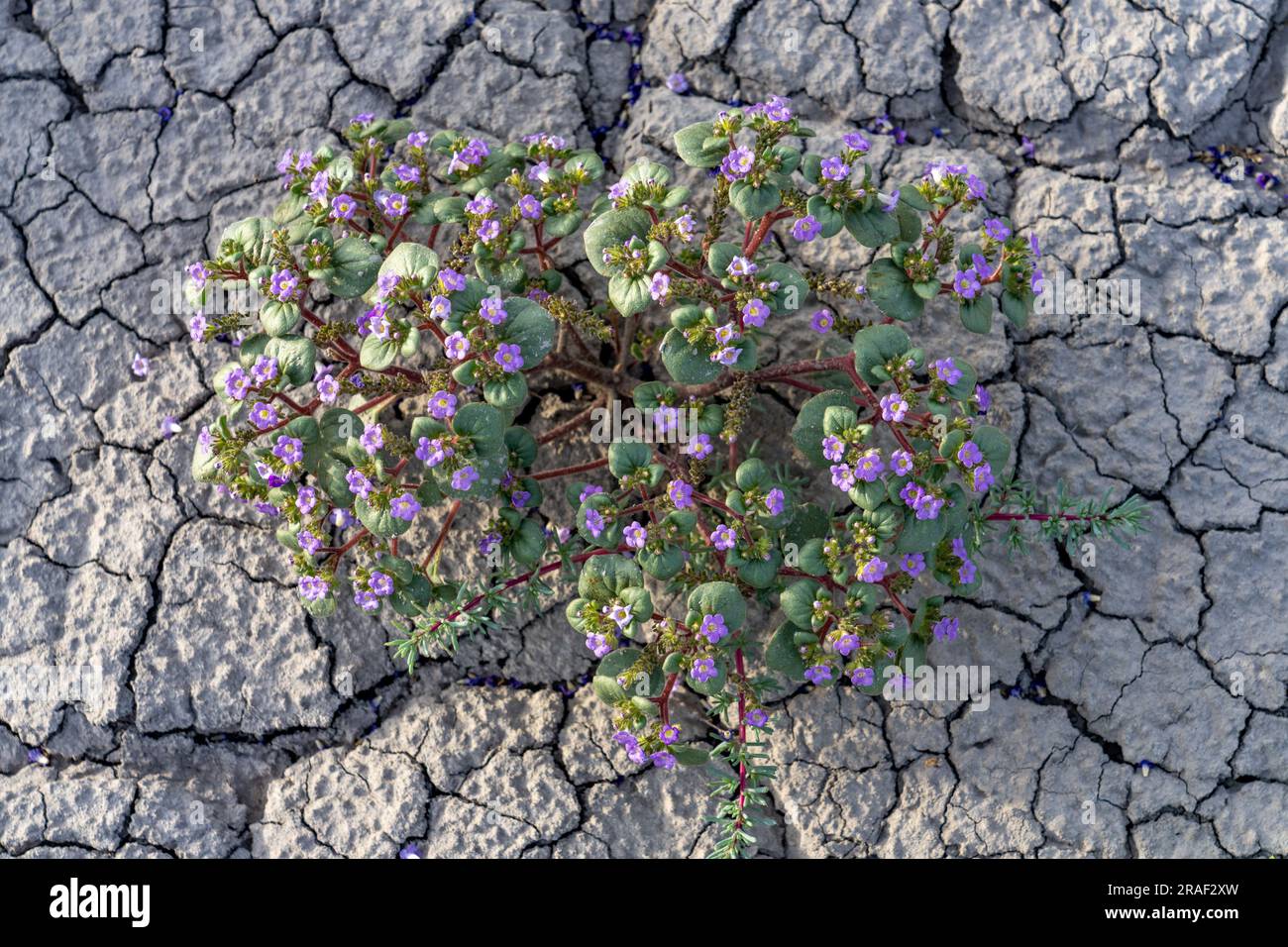Low Scorpionweed or Intermountain Scorpionweed blooming in cracked Blue ...