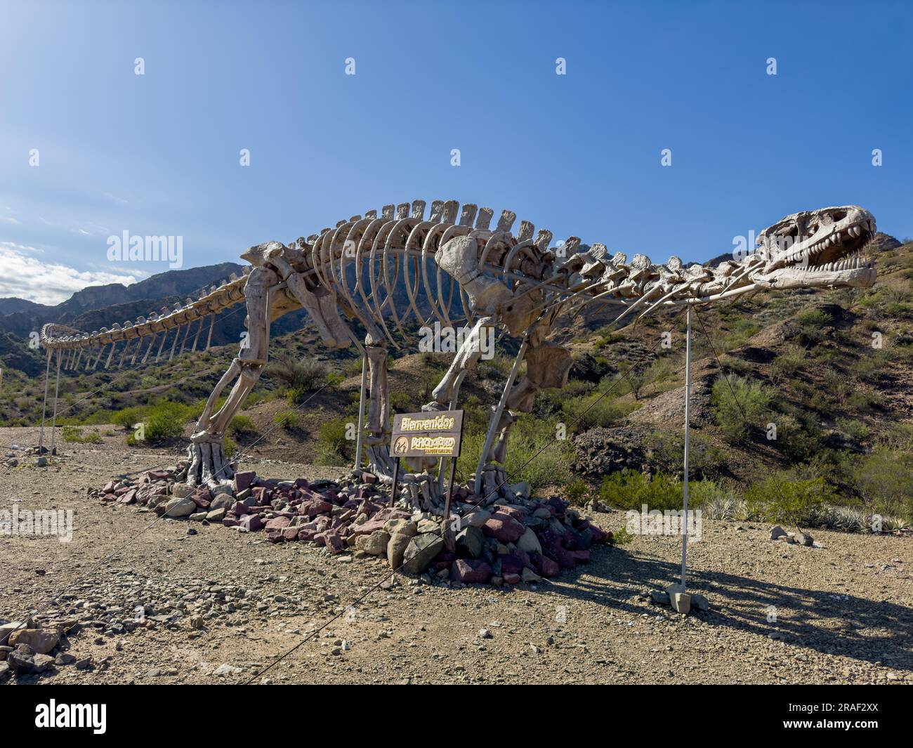 Lessemsaurus hi-res stock photography and images - Alamy