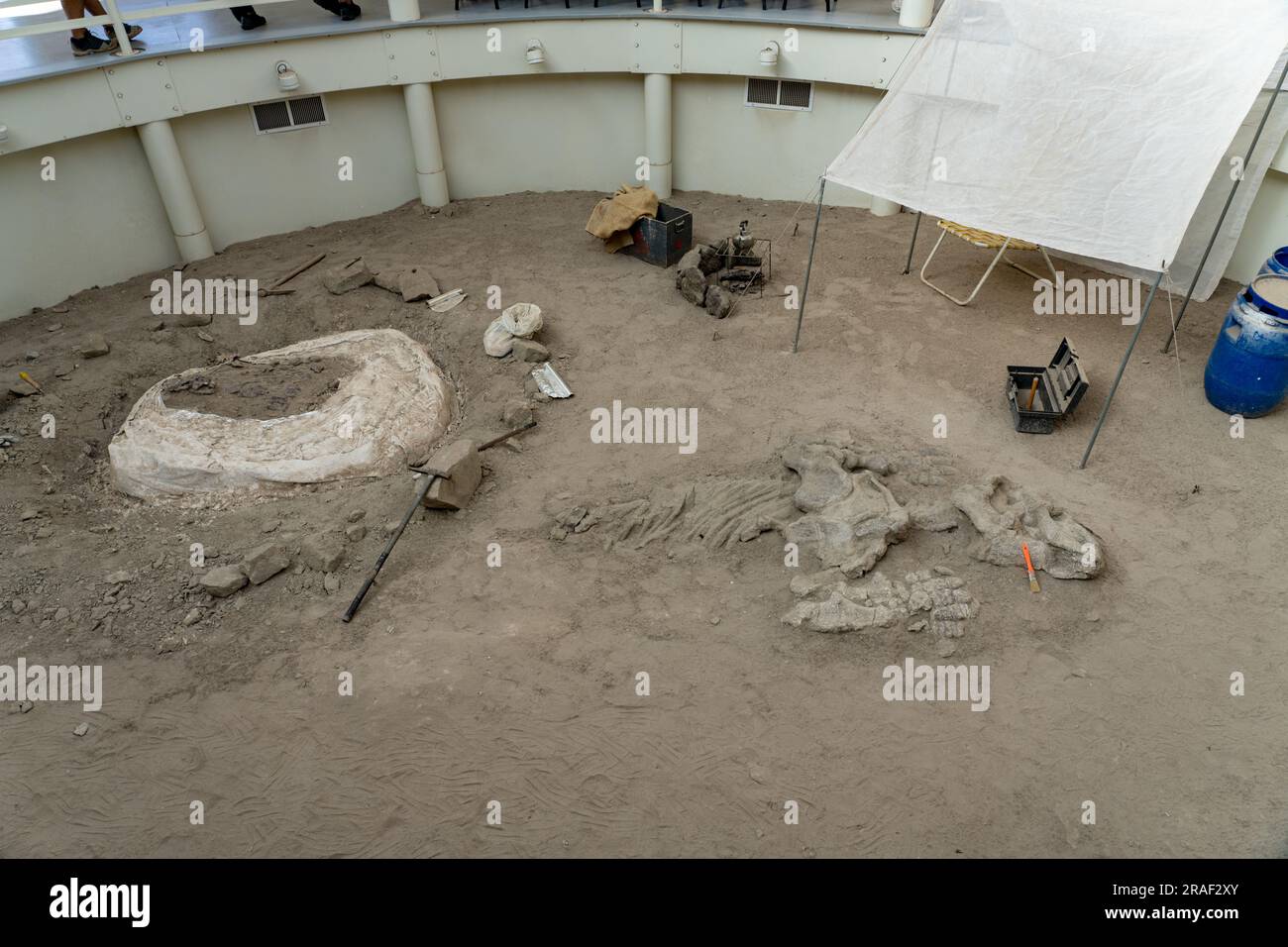 A reconstuction of a dinosaur dig camp in the William Sill Museum in ...