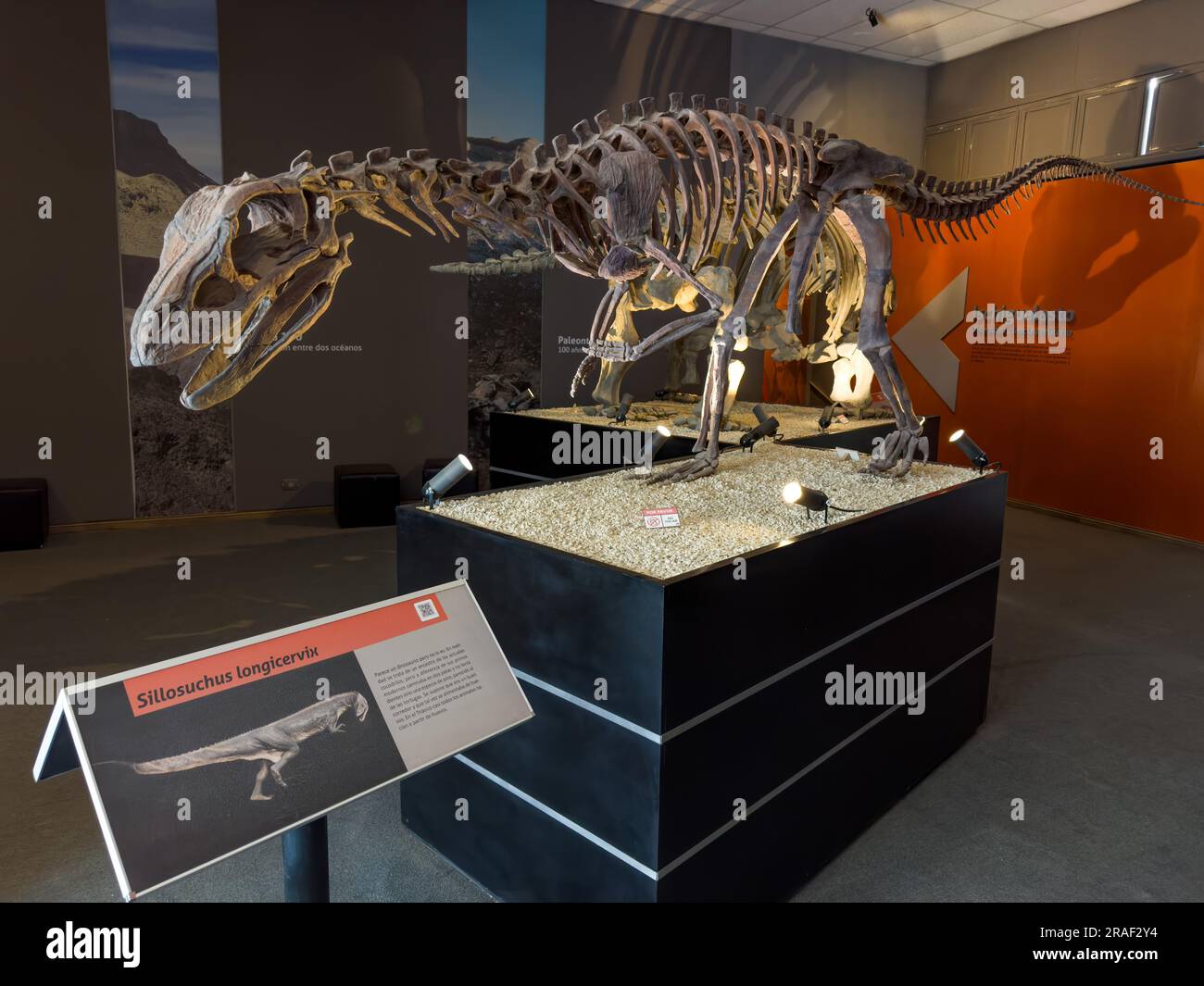 Skeleton of a Sillosuchus longicervix, a dinosaur from the Triassic ...