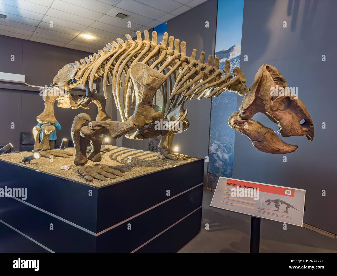 Skeleton of an Ischigualastia jenseni, a dinosaur from the Triassic ...