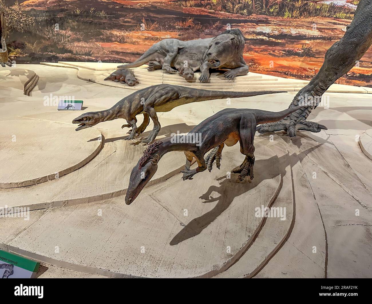 A diorama of dinosaurs from the Triassic Period in the museum of ...