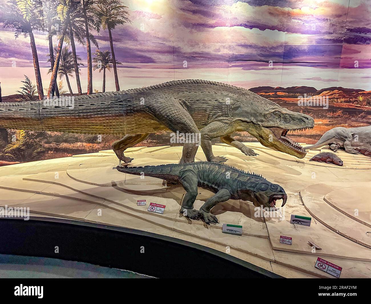 Saurosuchus Skeleton