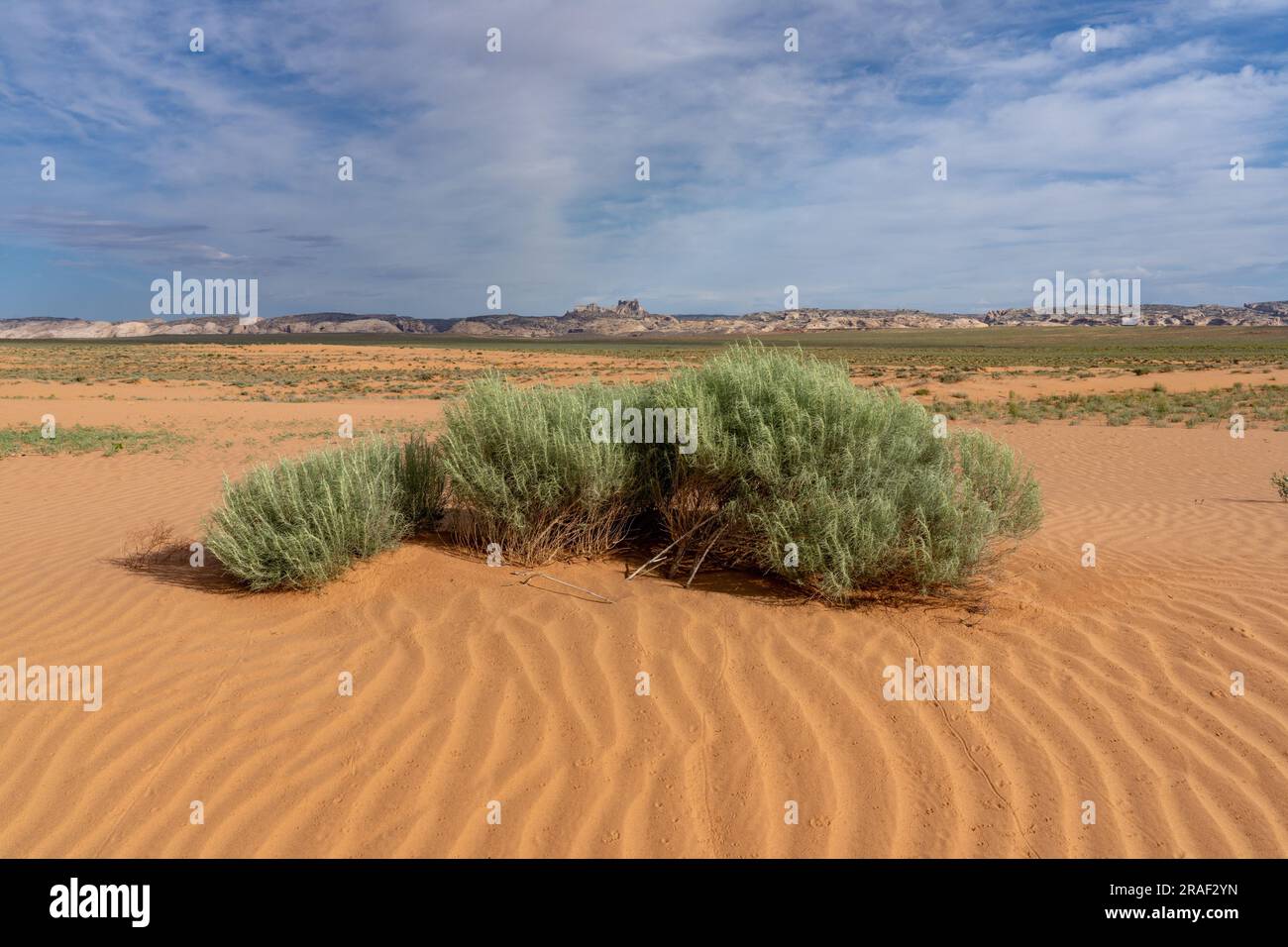 Sand Sagebrush, Artemisia filifolia, an a rippled sand dune in the San ...