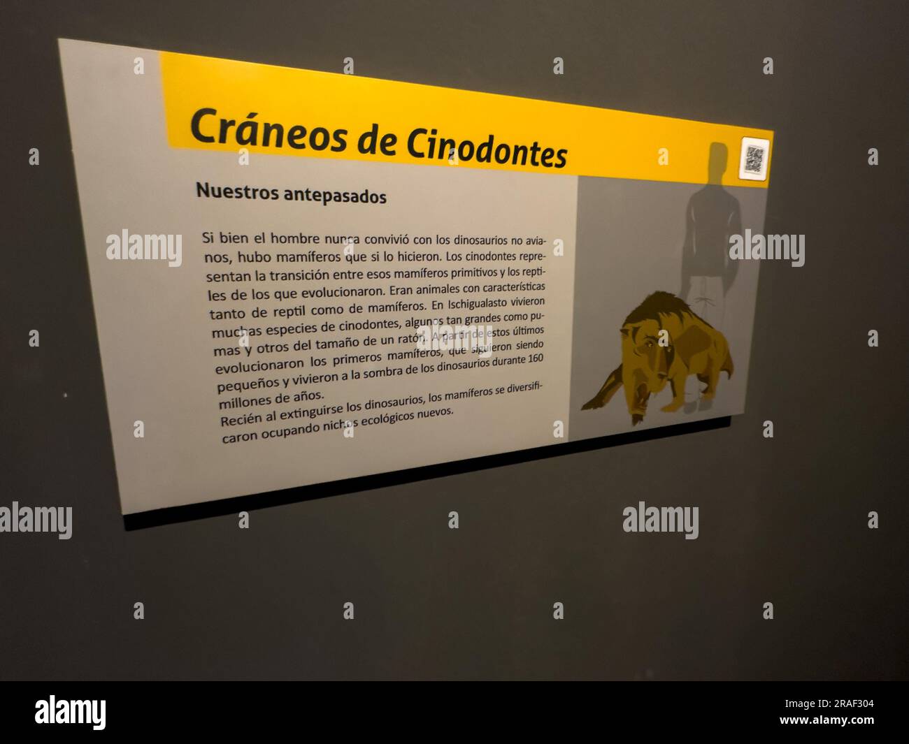 Cynodonts hi-res stock photography and images - Alamy