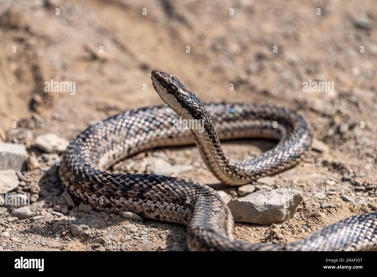A Mousehole Snake, Philodryas trilineata, sunning in El Leoncito ...