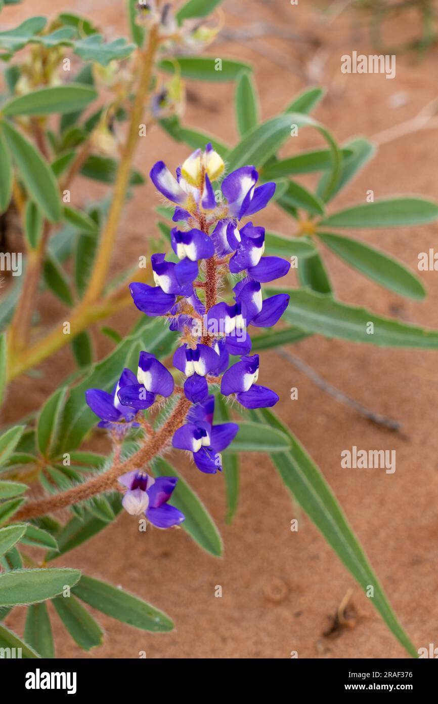 Rusty Lupine or Dwarf Lupine, Lupinus pusillus, growing in sand dunes ...