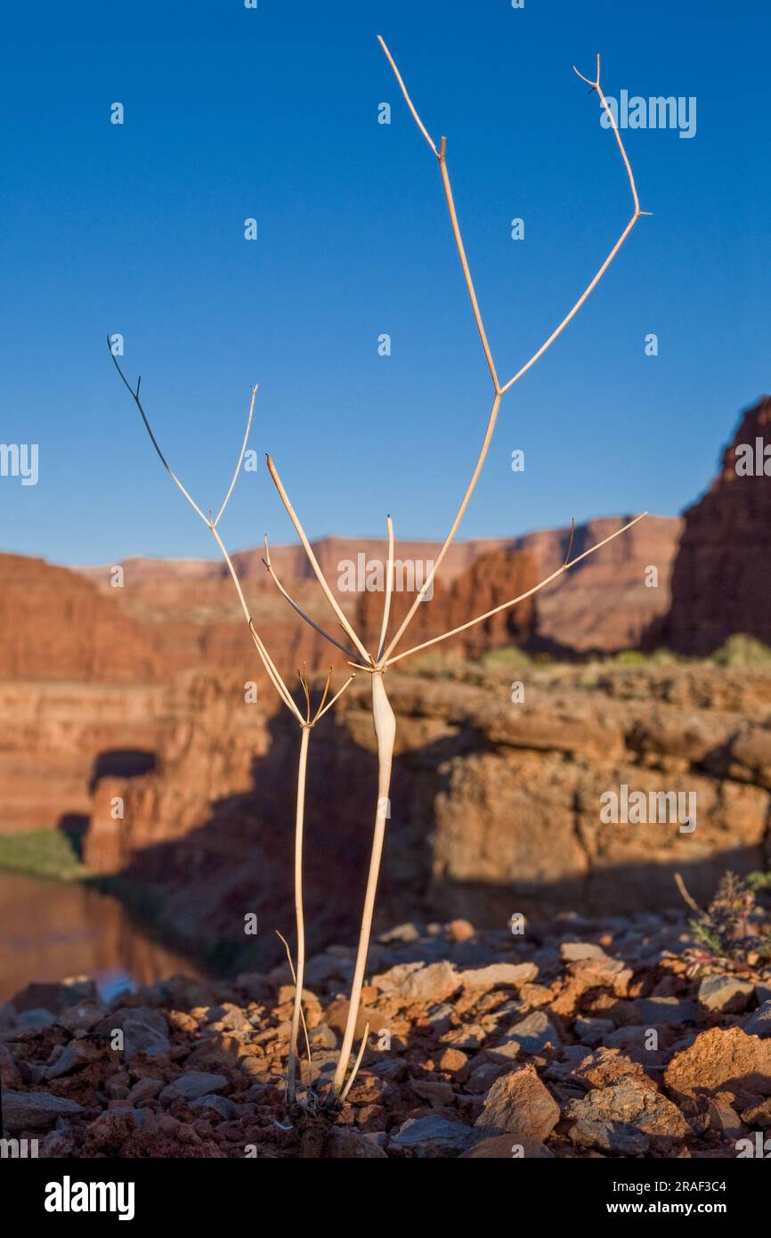 A dead Desert Trumpet, Eriogonum inflatum, with its bizarre shape in ...