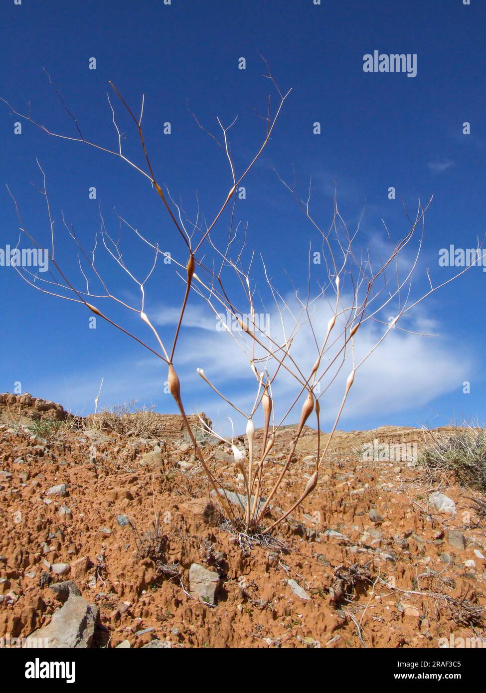 A dead Desert Trumpet, Eriogonum inflatum, with its bizarre shape in ...