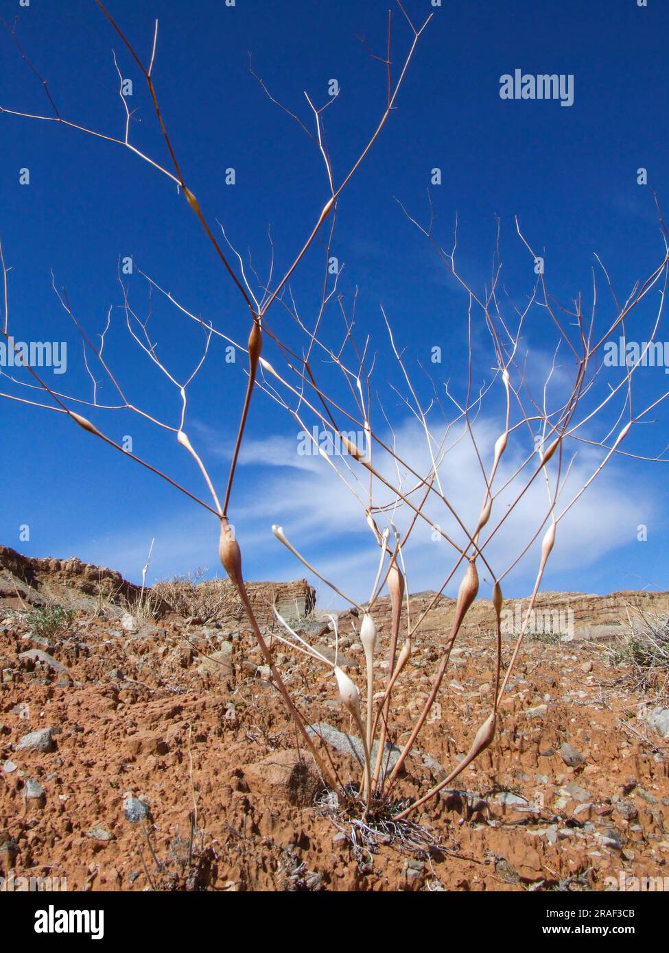 A dead Desert Trumpet, Eriogonum inflatum, with its bizarre shape in ...