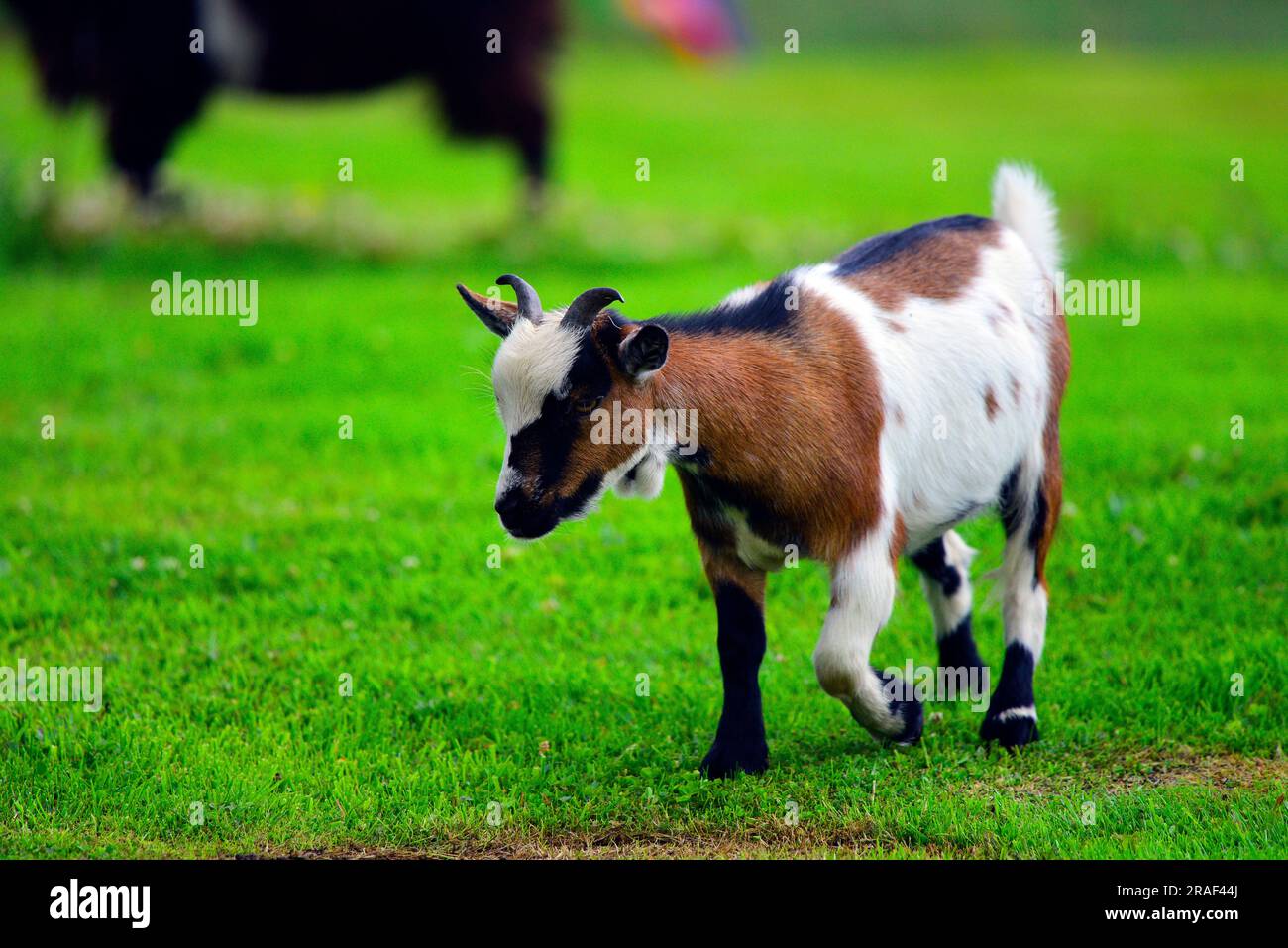 Adorable baby goat kid walking hi-res stock photography and images - Alamy