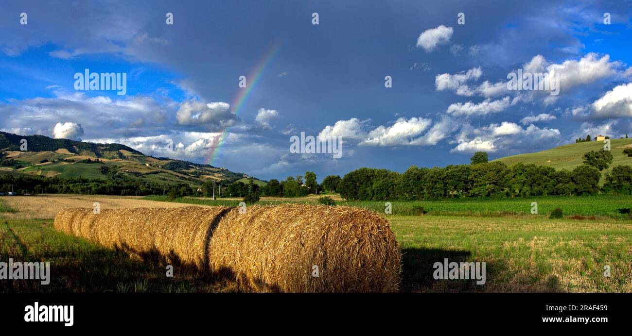balle di paglia dopo la mietitura Stock Photo - Alamy