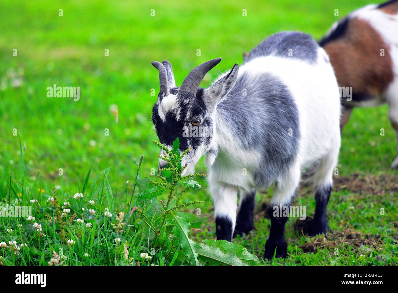 White goats feeding on farm hi-res stock photography and images - Alamy