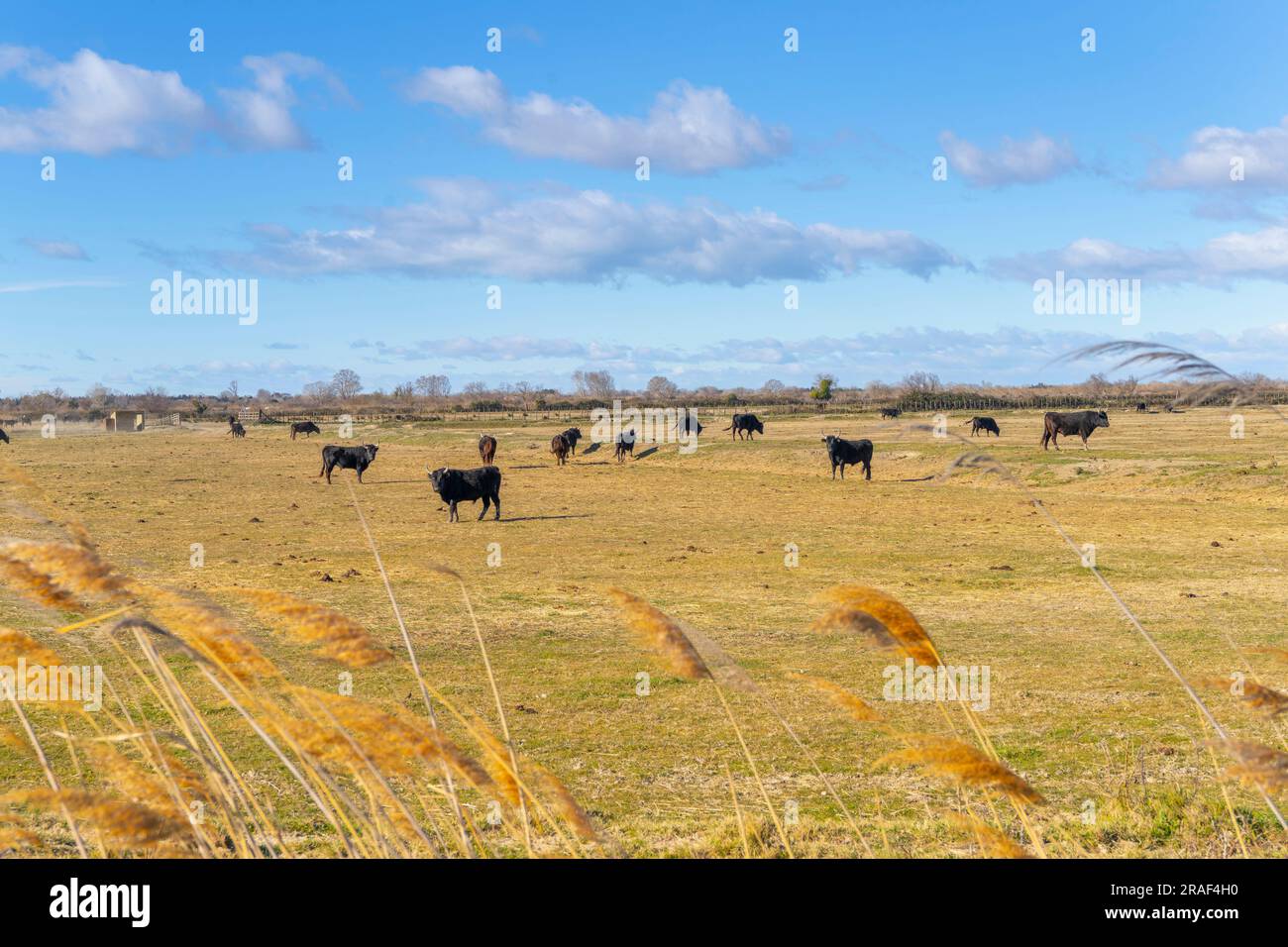 The Camargue bull, Route de caharel, Saintes-Maries-de-la Mer, Provence ...