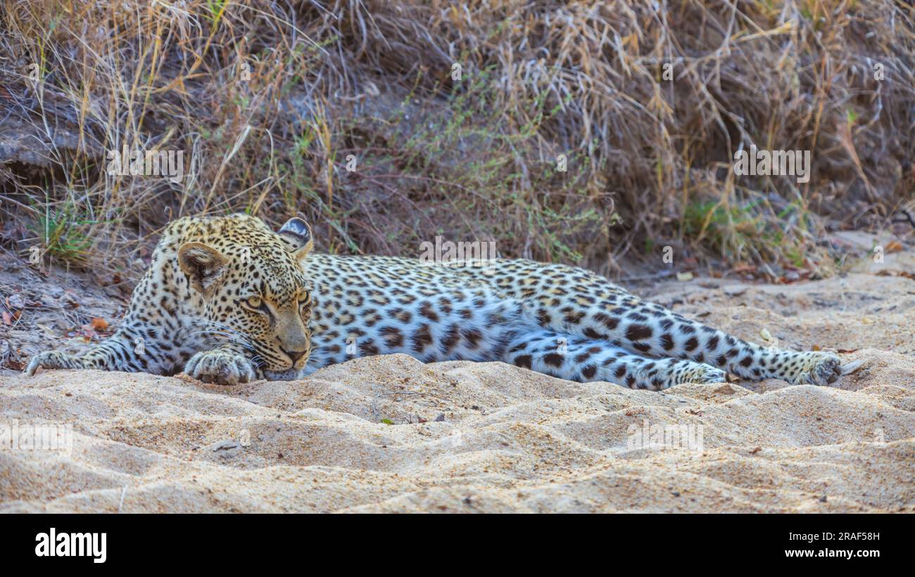 Picture of an resting Leopard in the South African steppe Stock Photo ...
