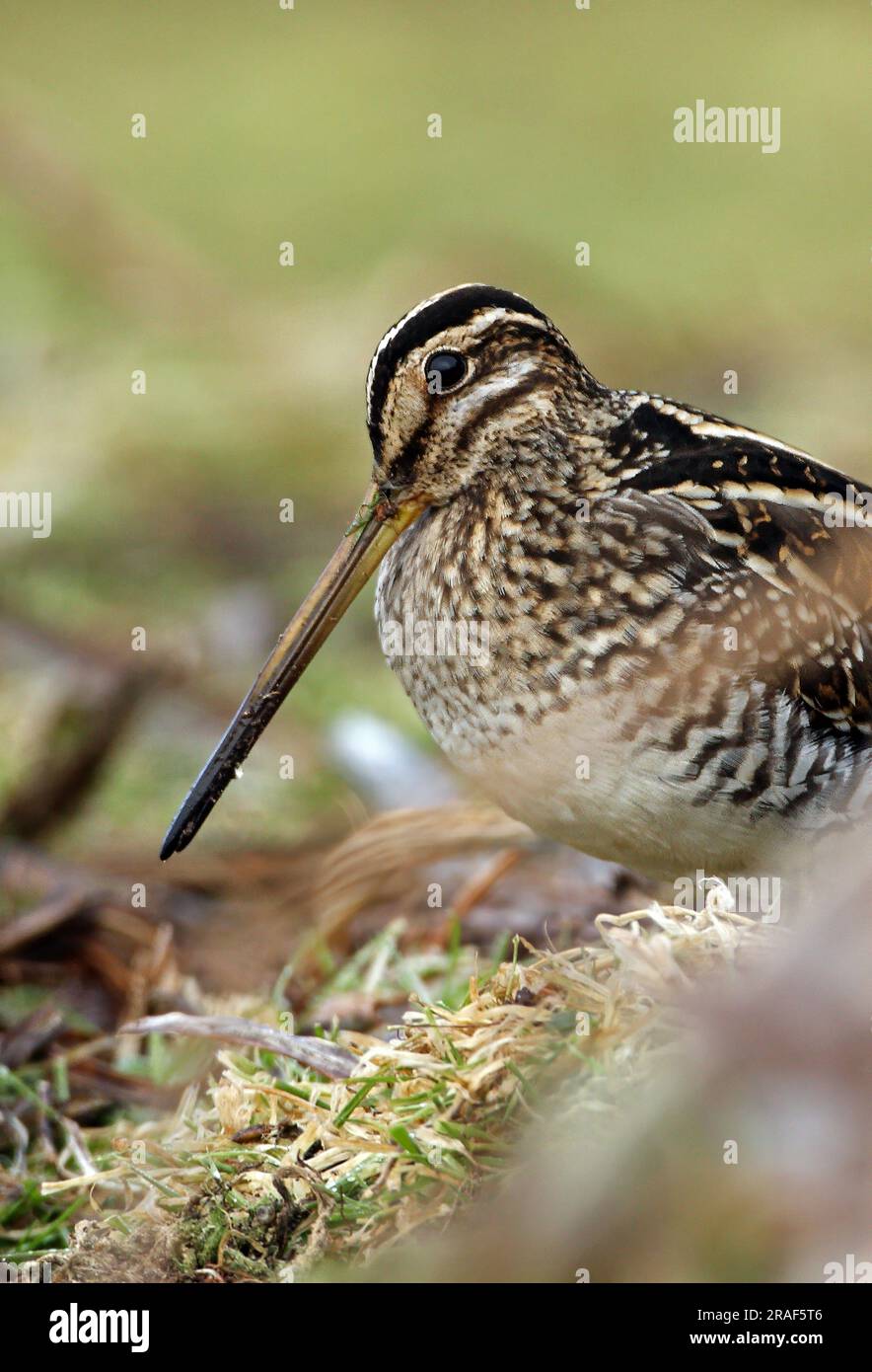 Common Snipe (Gallinago gallinago gallinago) close-up of adult Eccles ...
