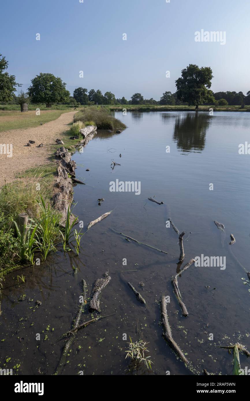 Low water level at Bushy Park in mid summer Stock Photo - Alamy