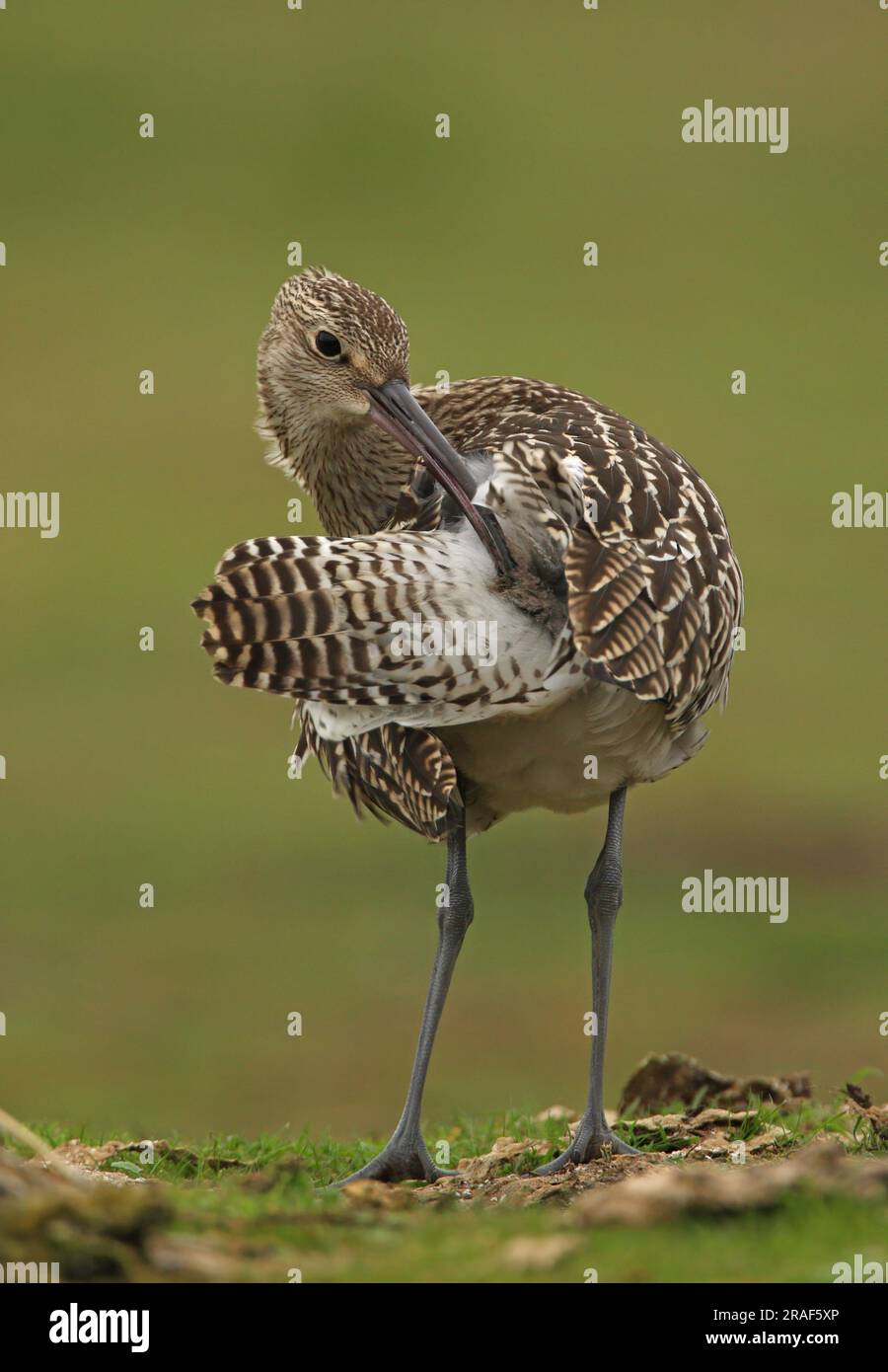 Eurasian Curlew (Numenius arquata) juvenile preening, taking oil from ...