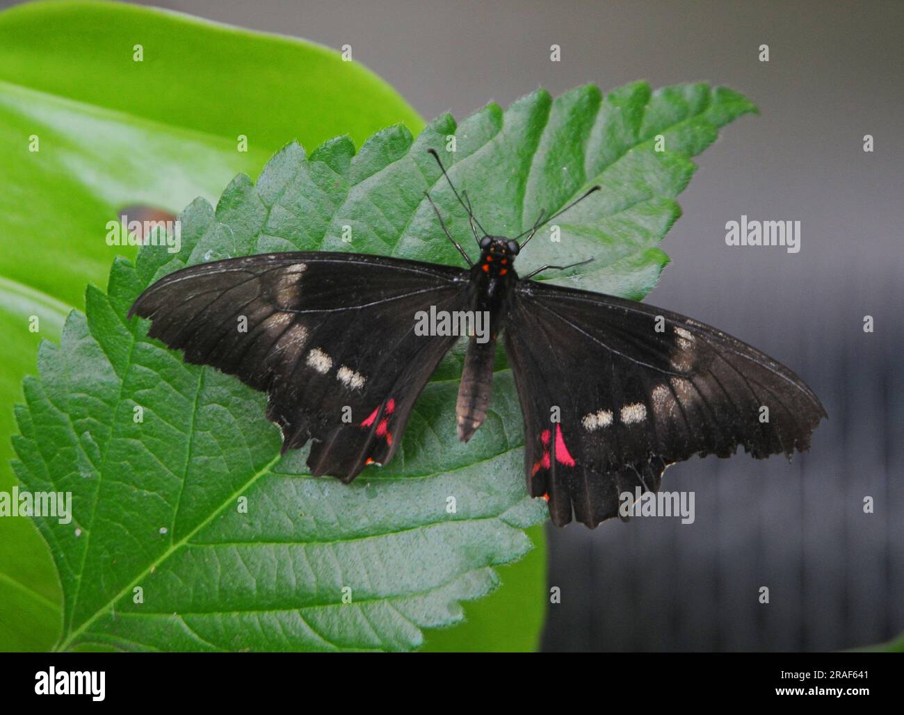 RUBY SPOTTED SWALLOWTAIL ,BUTTERFLY HOUSE, CUMBERLAND HOUSE NATURAL ...