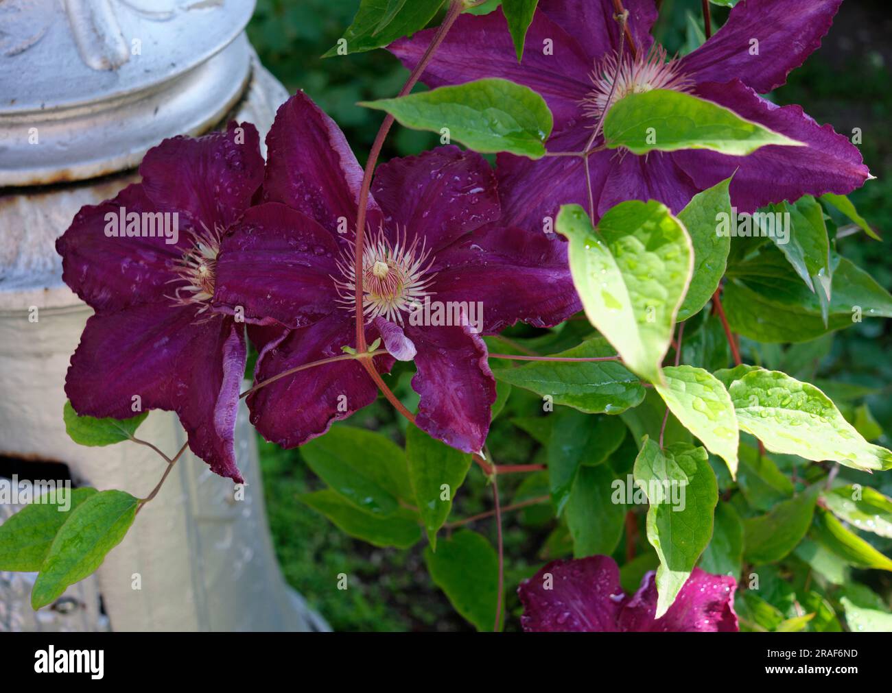 Deep purple color of clematis flower during the summer Stock Photo - Alamy