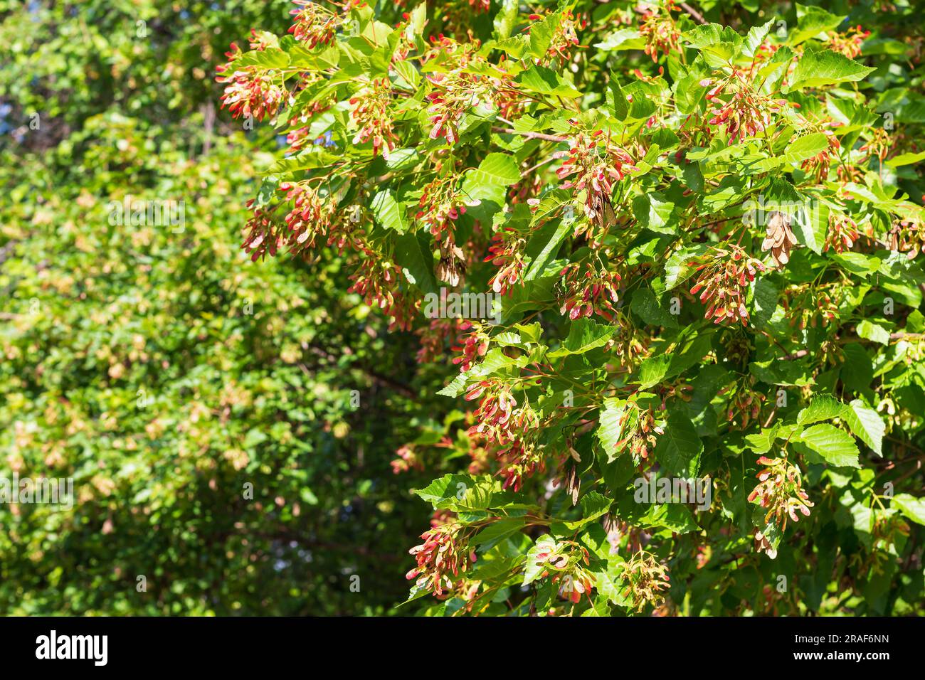 close-up maple seeds in summer city park, city lungs concept. texture ...