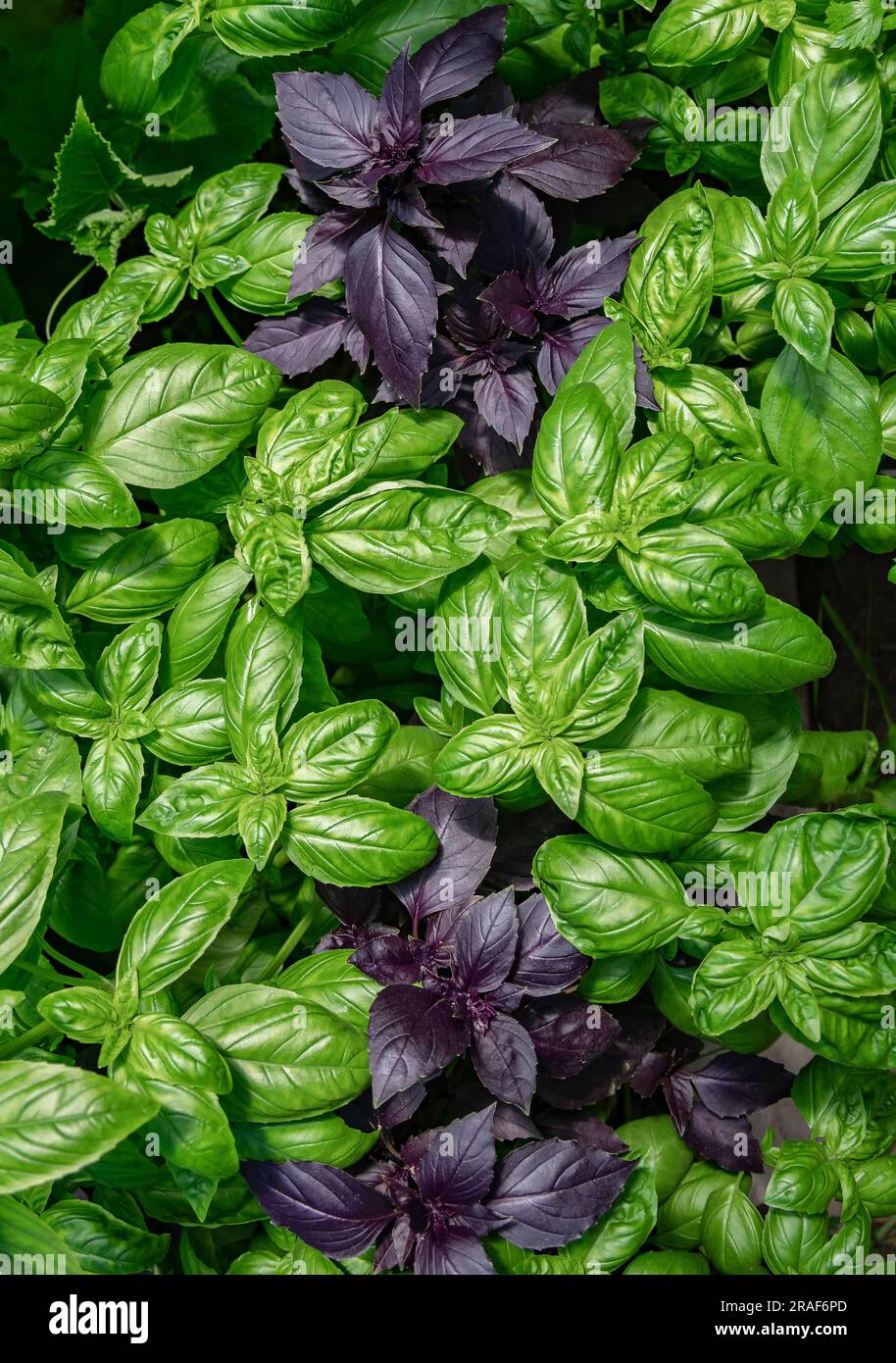 Plants of green and purple basil on the garden bed. The concept of ...