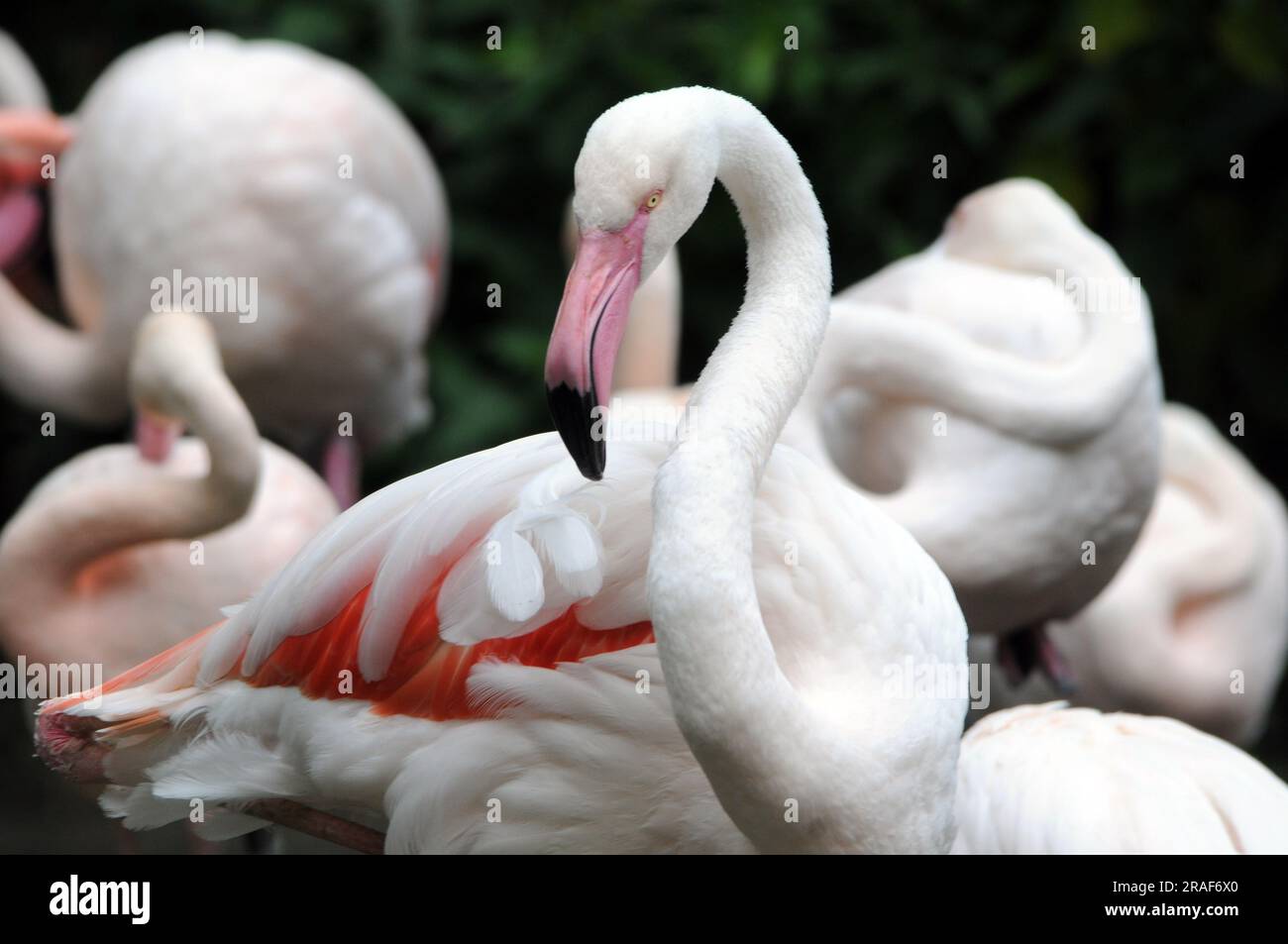 GREATER FLAMINGO, BIRDWORLD, FARNHAM, SURREY. PIC MIKE WALKER 2023 ...