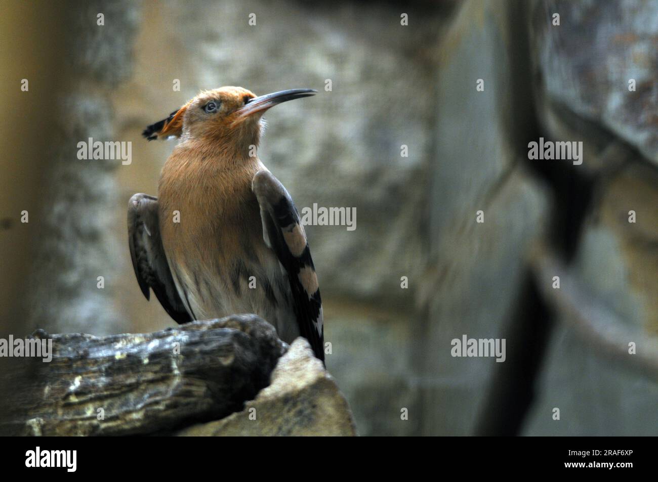 HOOPOE , BIRDWORLD, FARNHAM, SURREY. PIC MIKE WALKER 2023 Stock Photo ...