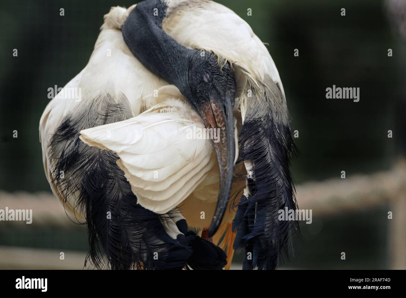 SACRED IBIS, BIRDWORLD, FARNHAM , SURREY. PIC MIKE WALKER 2023 Stock ...