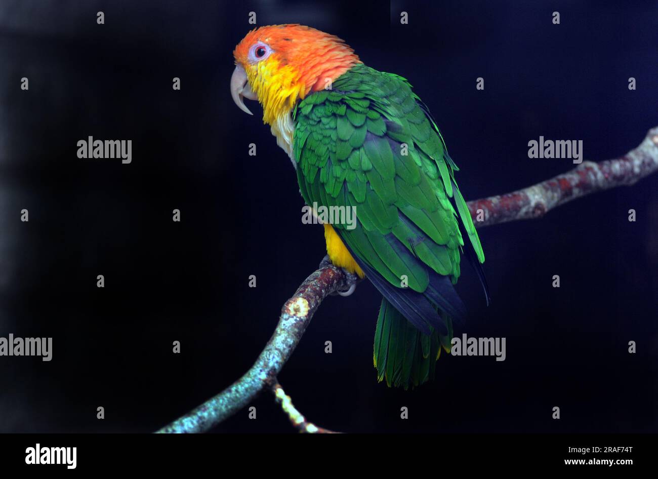 SOUTHERN WHITE BELLIED CAIQUE, BIRDWORLD, FARNHAM SURREY. PIC MIKE ...