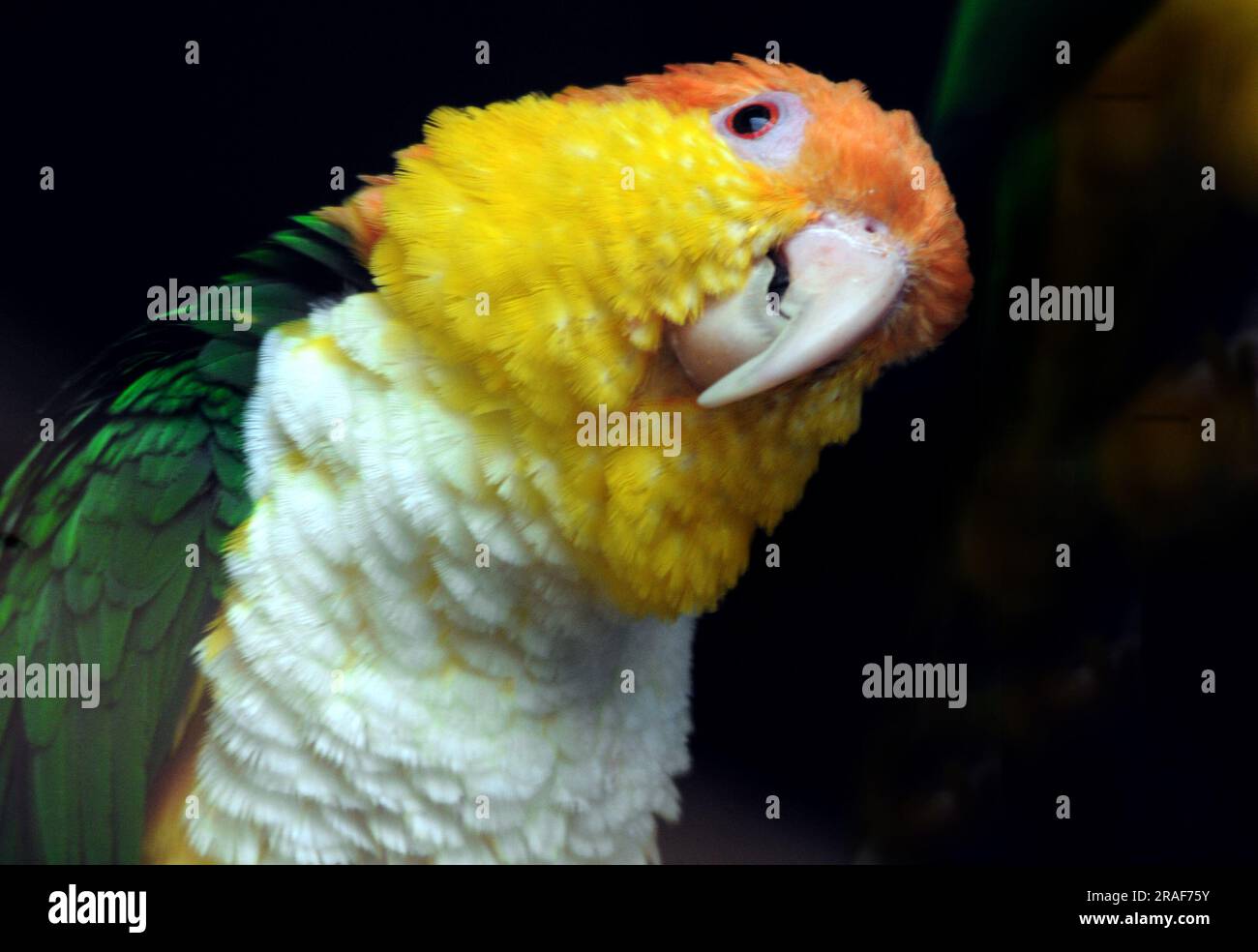 SOUTHERN WHITE BELLIED CAIQUE, BIRDWORLD, FARNHAM SURREY. PIC MIKE ...