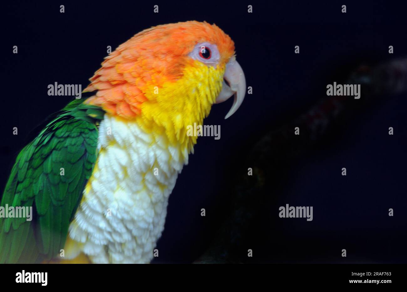 SOUTHERN WHITE BELLIED CAIQUE, BIRDWORLD, FARNHAM SURREY. PIC MIKE ...