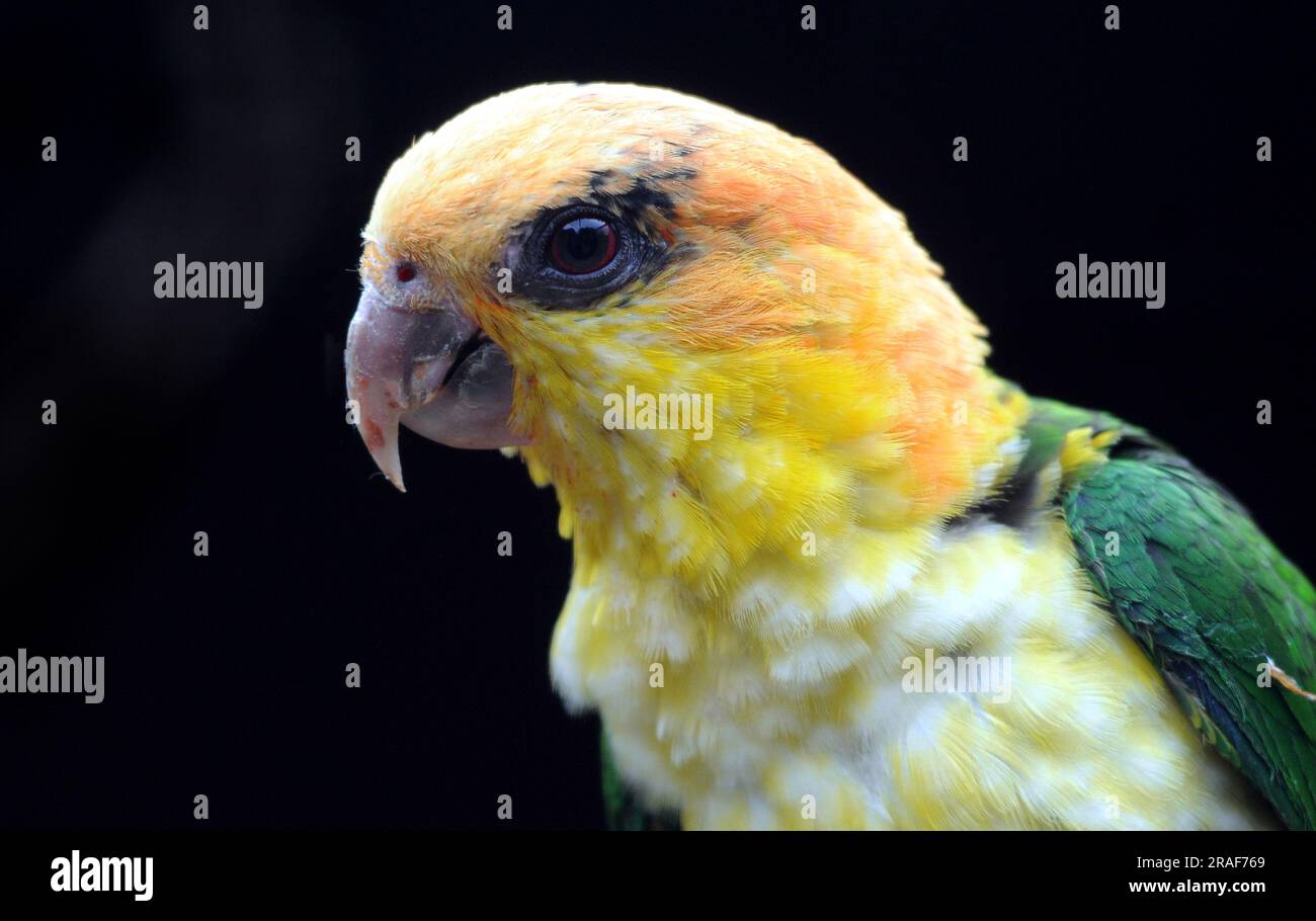 SOUTHERN WHITE BELLIED CAIQUE, BIRDWORLD, FARNHAM SURREY. PIC MIKE ...