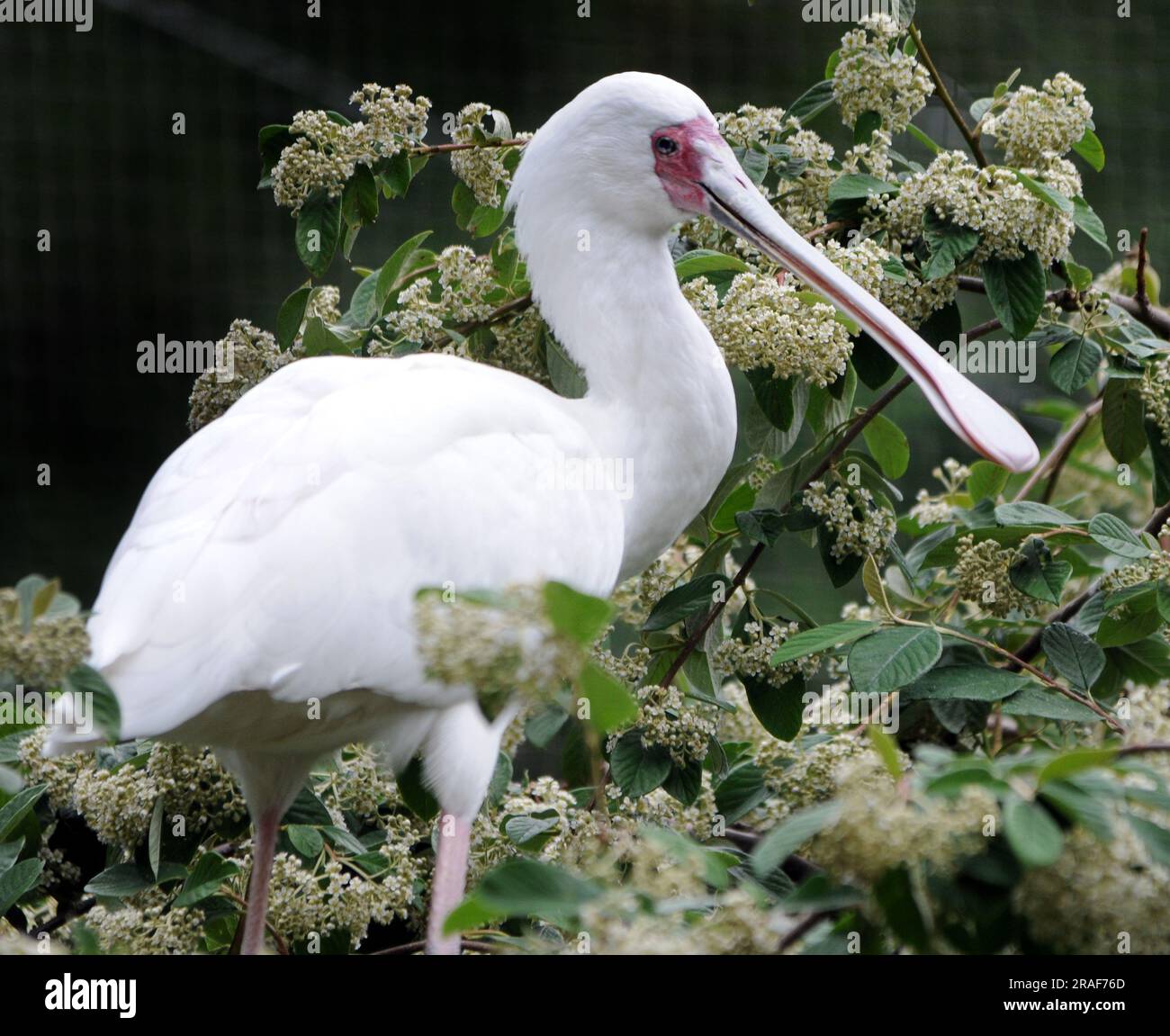 SPOONBILL, BIRDWORLD, FARNHAM, SURREY. PIC MIKE WALKER 2023 Stock Photo - Alamy