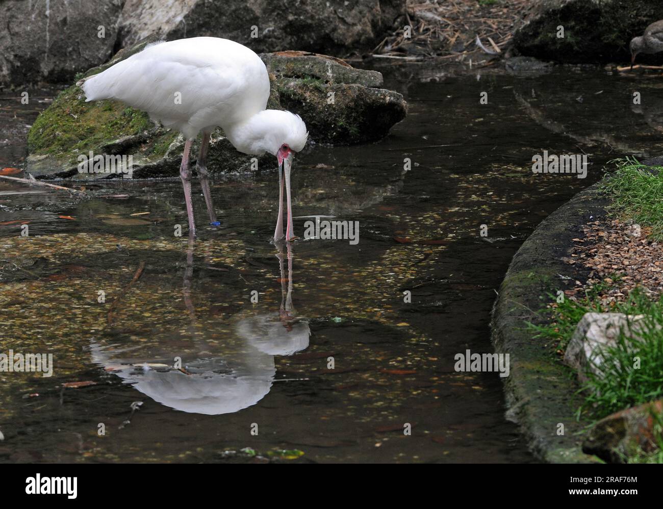SPOONBILL, BIRDWORLD, FARNHAM, SURREY. PIC MIKE WALKER 2023 Stock Photo ...