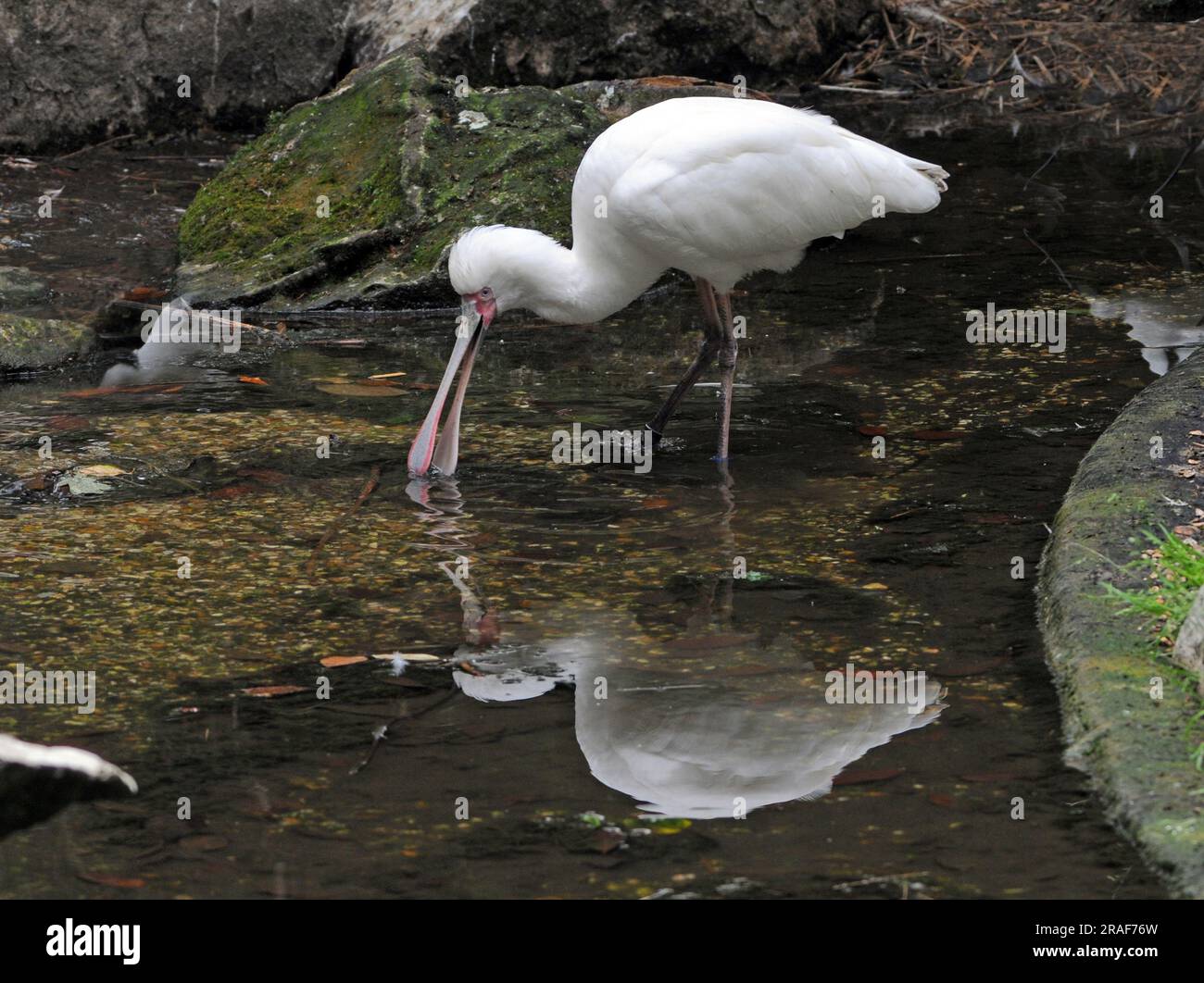 SPOONBILL, BIRDWORLD, FARNHAM, SURREY. PIC MIKE WALKER 2023 Stock Photo ...