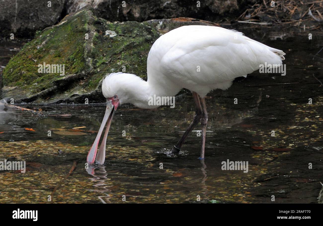 SPOONBILL, BIRDWORLD, FARNHAM, SURREY. PIC MIKE WALKER 2023 Stock Photo ...