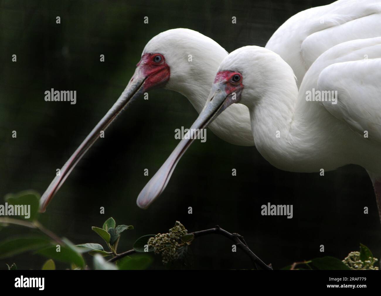 SPOONBILLS, BIRDWORLD, FARNHAM, SURREY. PIC MIKE WALKER 2023 Stock ...