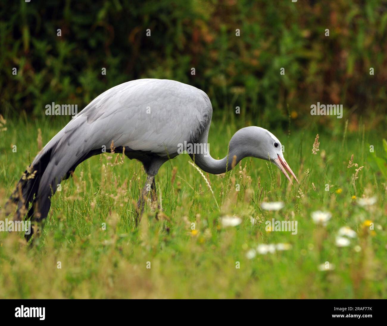 STANLEY CRANE AT BIRDWORLD, FARNHAM, SURREY, PIC MIKE WALKER 2023 Stock ...