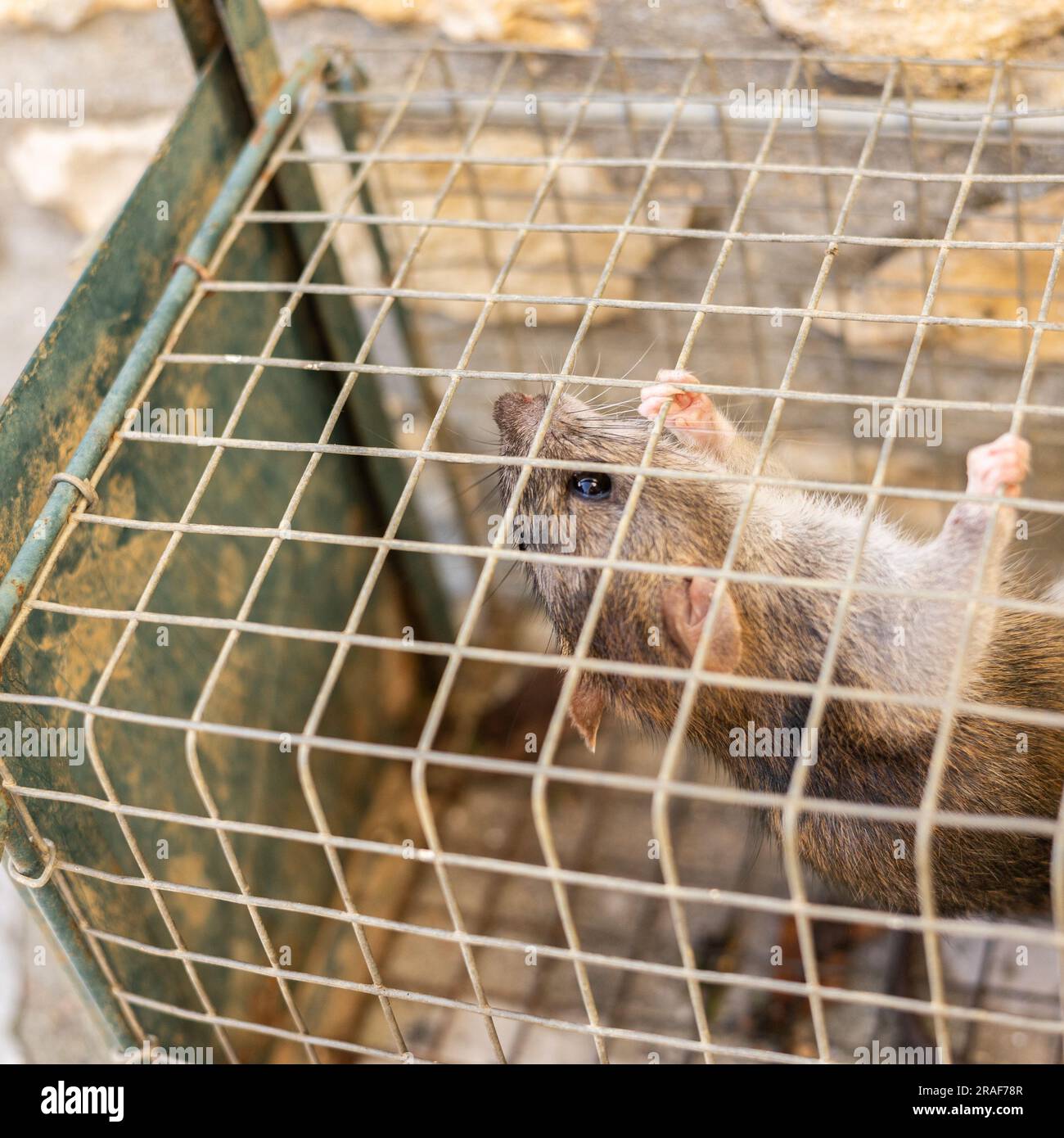 living rat trapped in an iron cage Stock Photo - Alamy