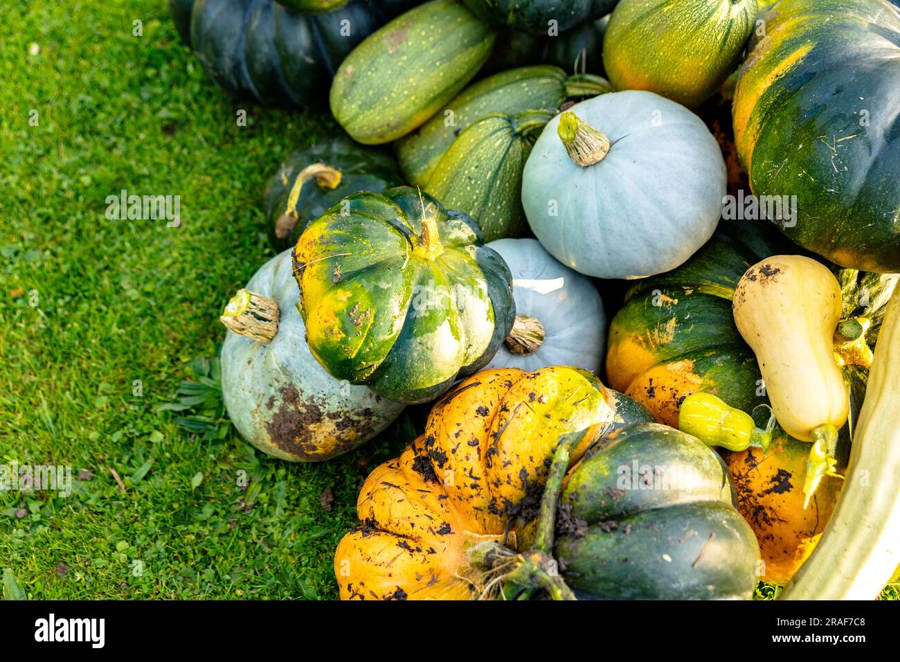 autumn harvest of various squash from the Cucurbitaceae family Stock ...