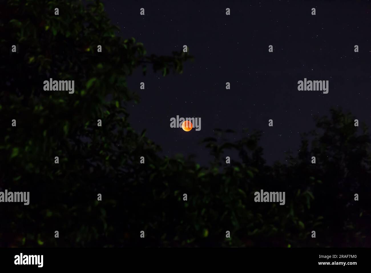 Picture of the blood moon photographed at night with trees in the ...