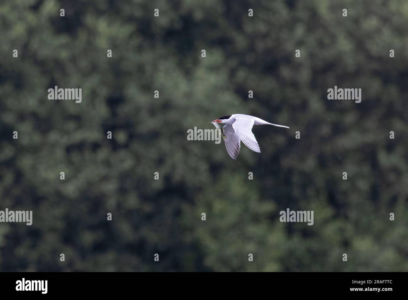 Common Tern (Sterna hirundo) with Northern Pike prey in bill Stock ...