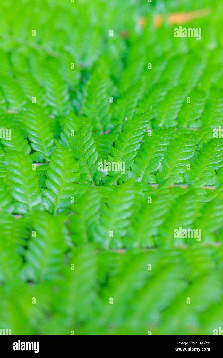 Closeup picture of tropical fern leaf Stock Photo - Alamy
