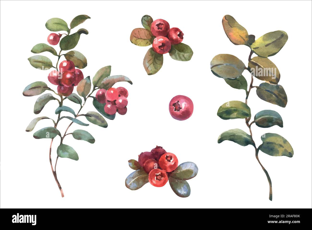 Cranberry Bush Drawing