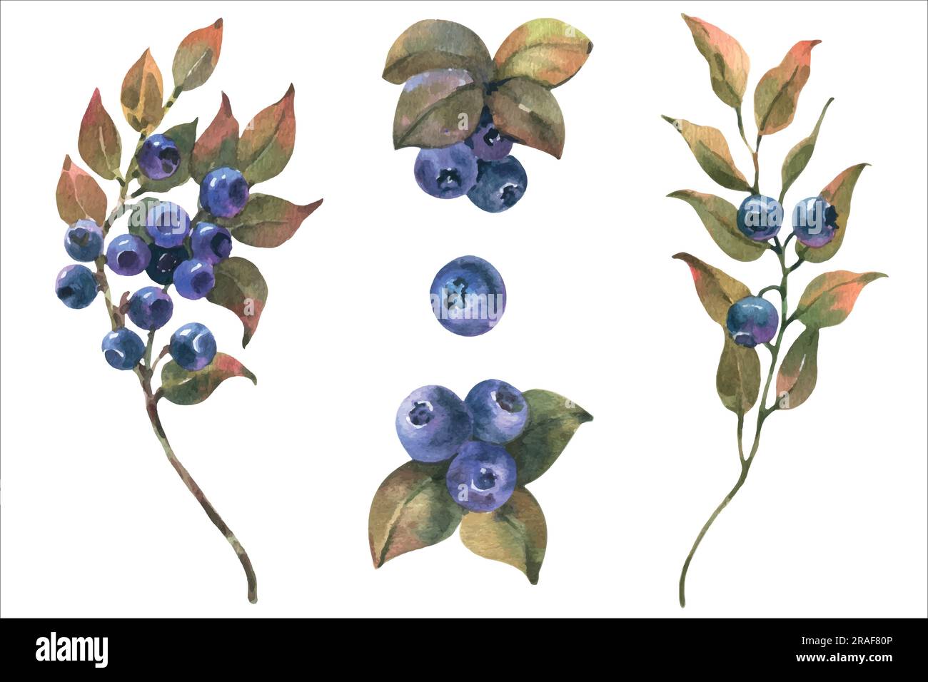 Botanical drawing blueberry hi-res stock photography and images - Alamy