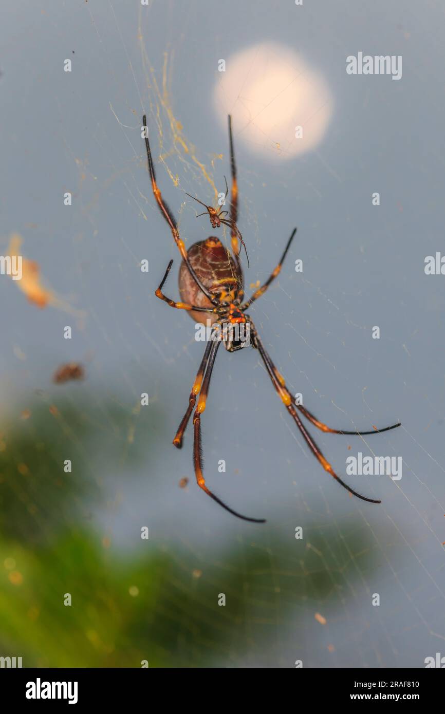 Closeup of big silk spider in Australia Stock Photo - Alamy