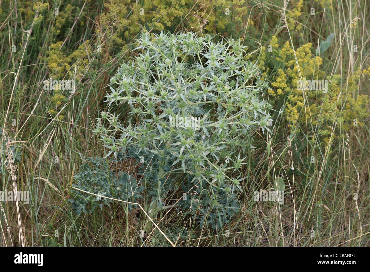 Watling street thistle is happy about a Snail visit Stock Photo - Alamy