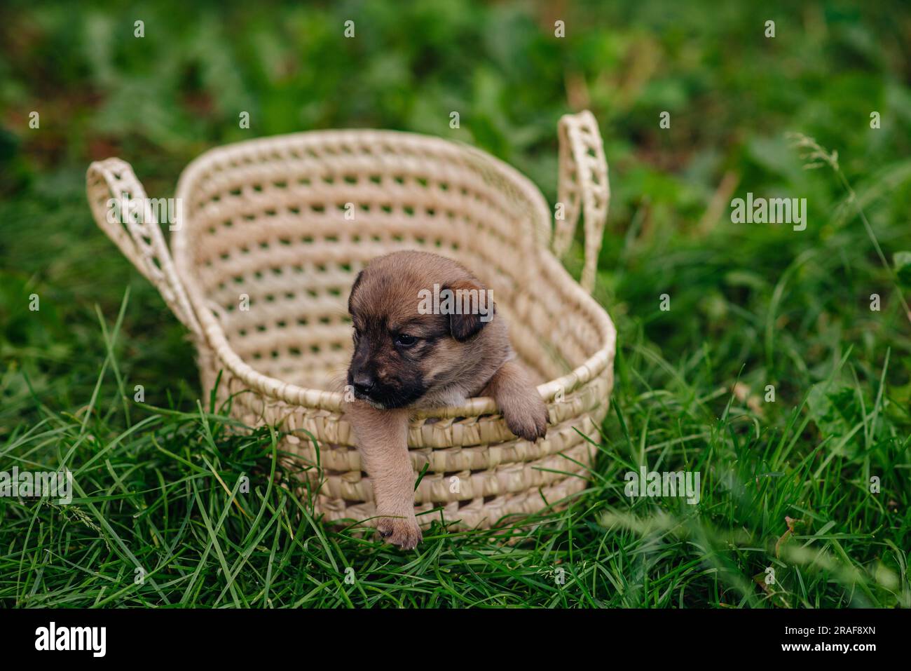 cute little mongrel puppies in a basket in nature Stock Photo - Alamy