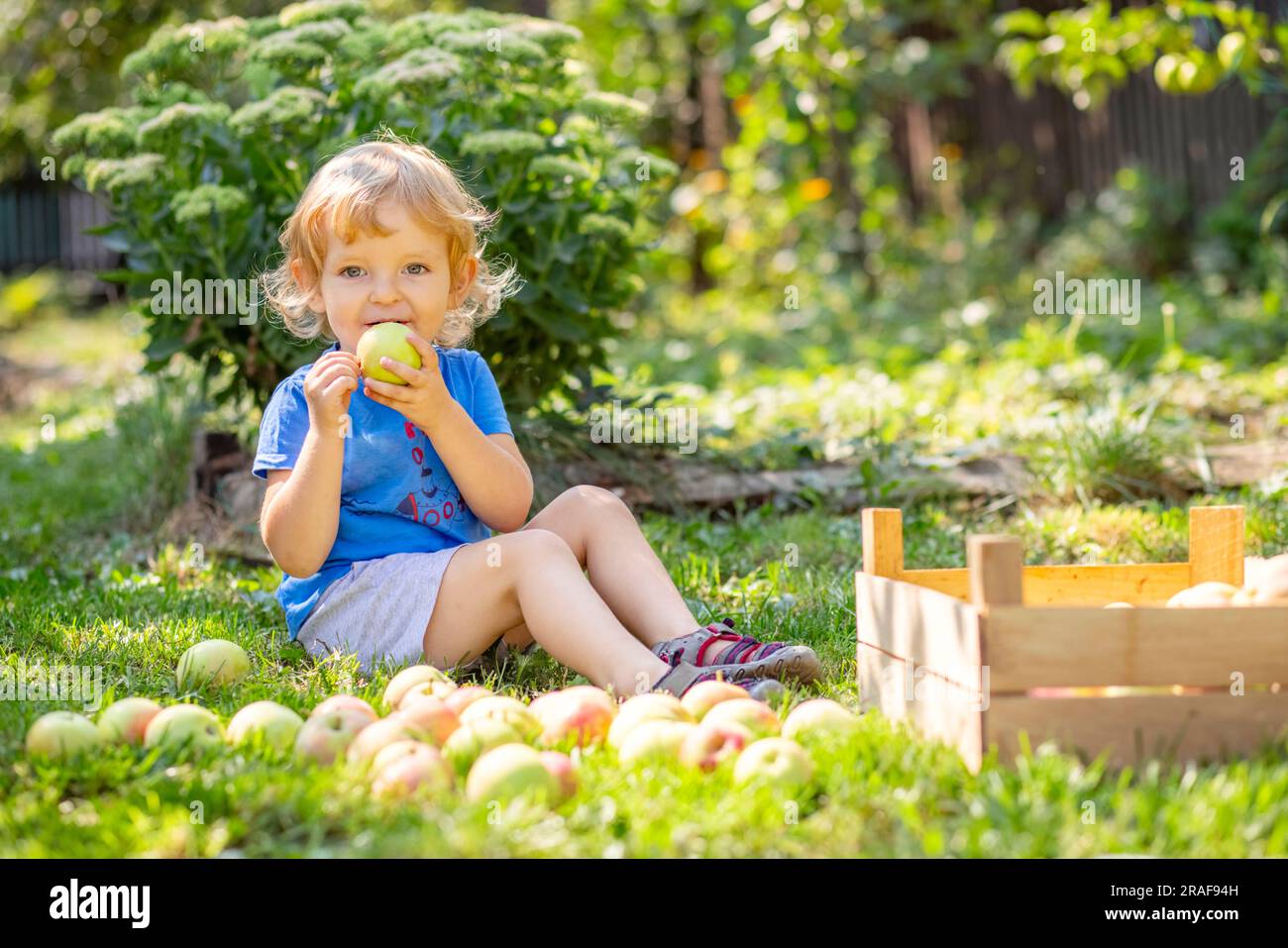 Boy eating ripe apple sitting on a lawn in the garden near wooden box ...